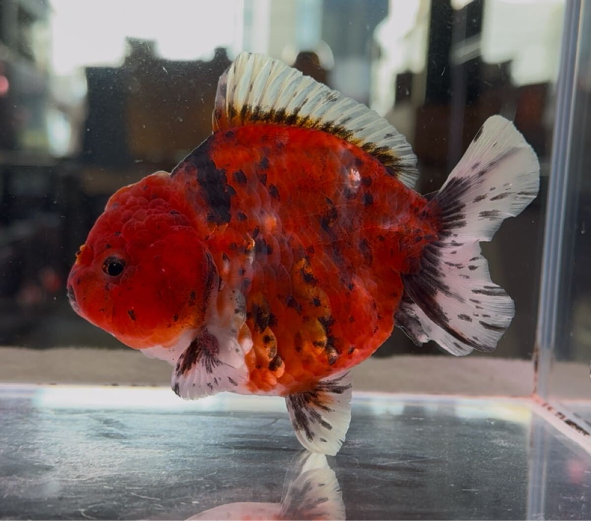 Yahoo!オークション - 【AQUA SHOP 麒麟】極上 ショートテールオランダ...