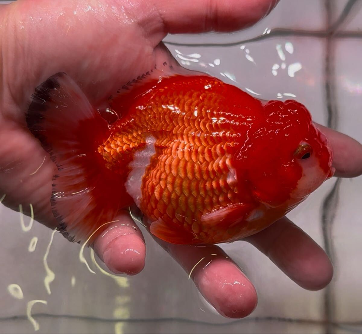 Yahoo!オークション - 【AQUA SHOP 麒麟】極上 ショートテールオランダ...