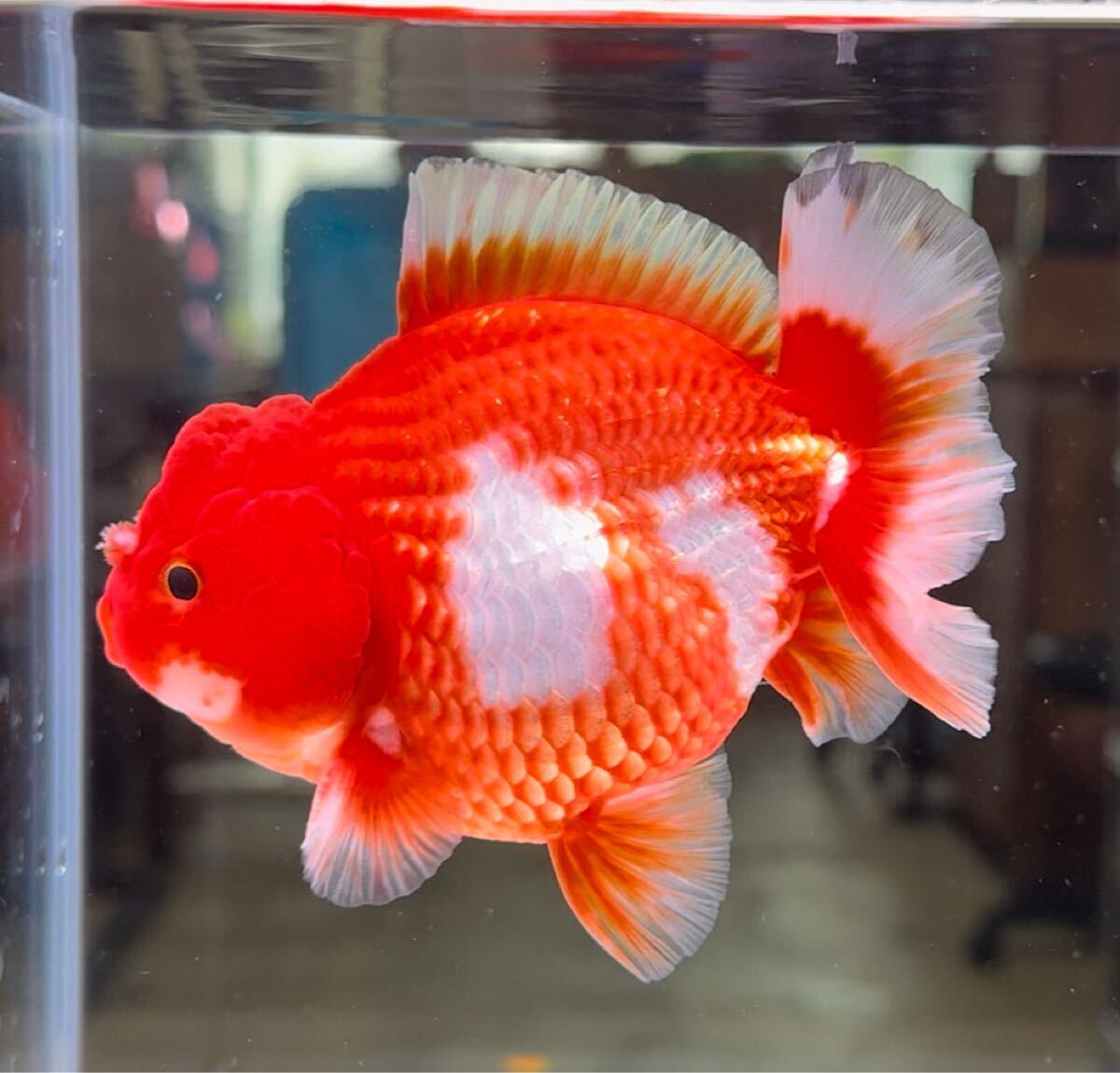 Yahoo!オークション - 【AQUA SHOP 麒麟】極上 ショートテールオランダ...