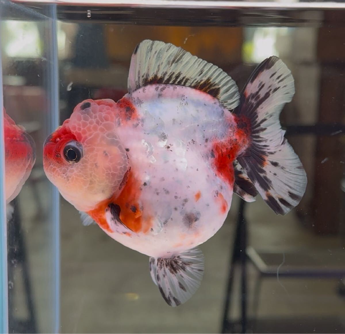 Yahoo!オークション - 【AQUA SHOP 麒麟】極上 ショートテールオランダ...