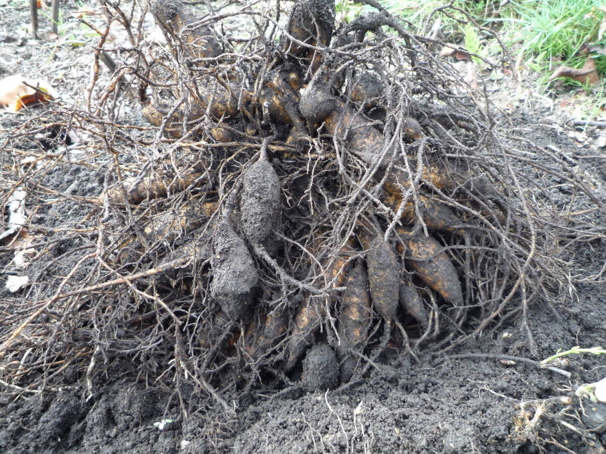 Yahoo!オークション - 25＞ 山野草 濃色赤花シャクヤク6～7年苗 開花予...