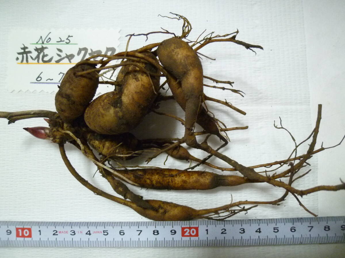Yahoo!オークション - 25＞ 山野草 濃色赤花シャクヤク6～7年苗 開花予...