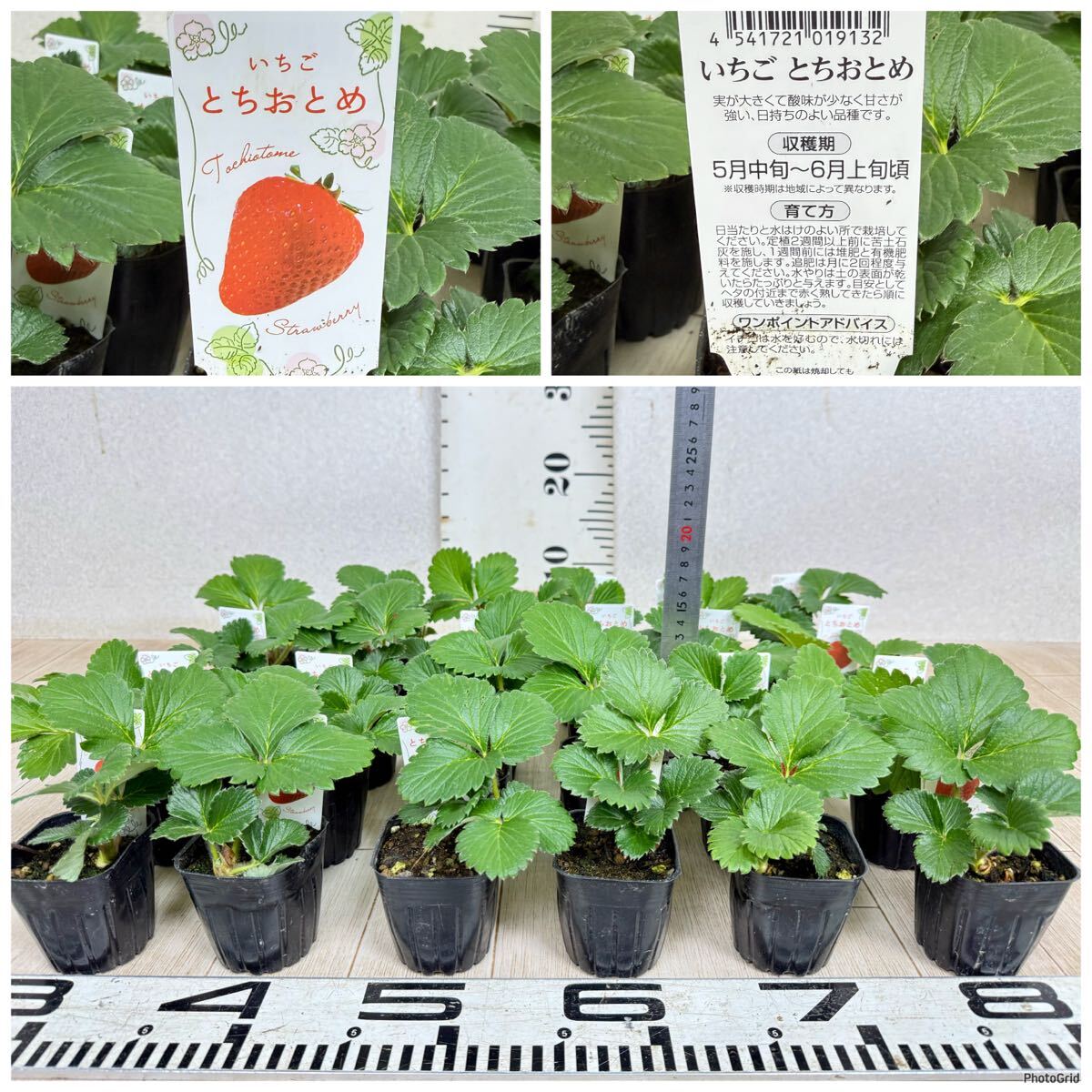 Yahoo!オークション - 【いちご苗 とちおとめ 2.5号 24株セット 送料無...