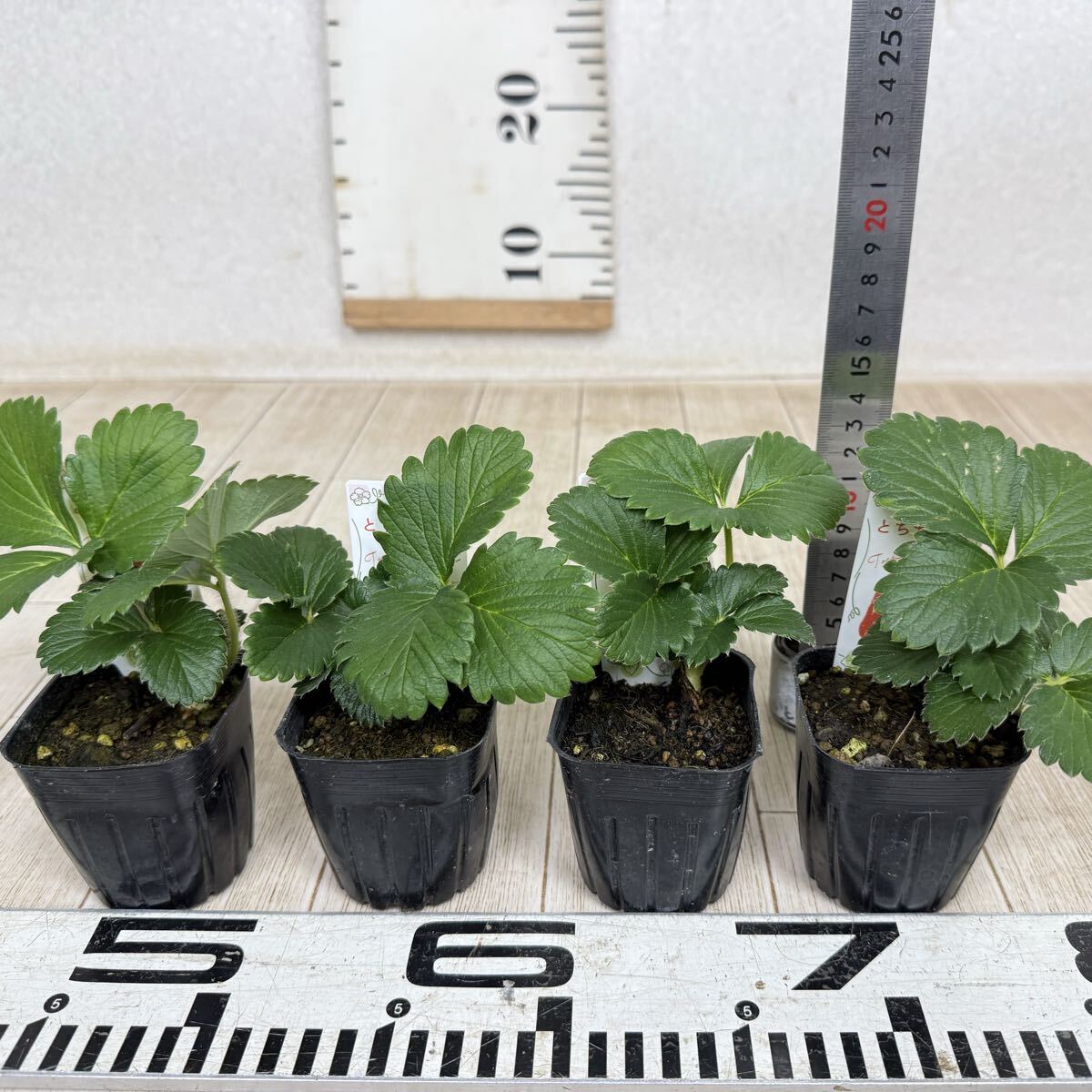 Yahoo!オークション - 【いちご苗 とちおとめ 2.5号 24株セット 送料無...