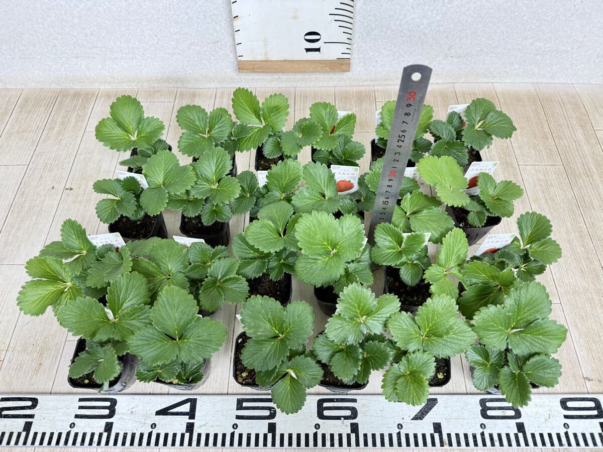 Yahoo!オークション - 【いちご苗 とちおとめ 2.5号 24株セット 送料無...