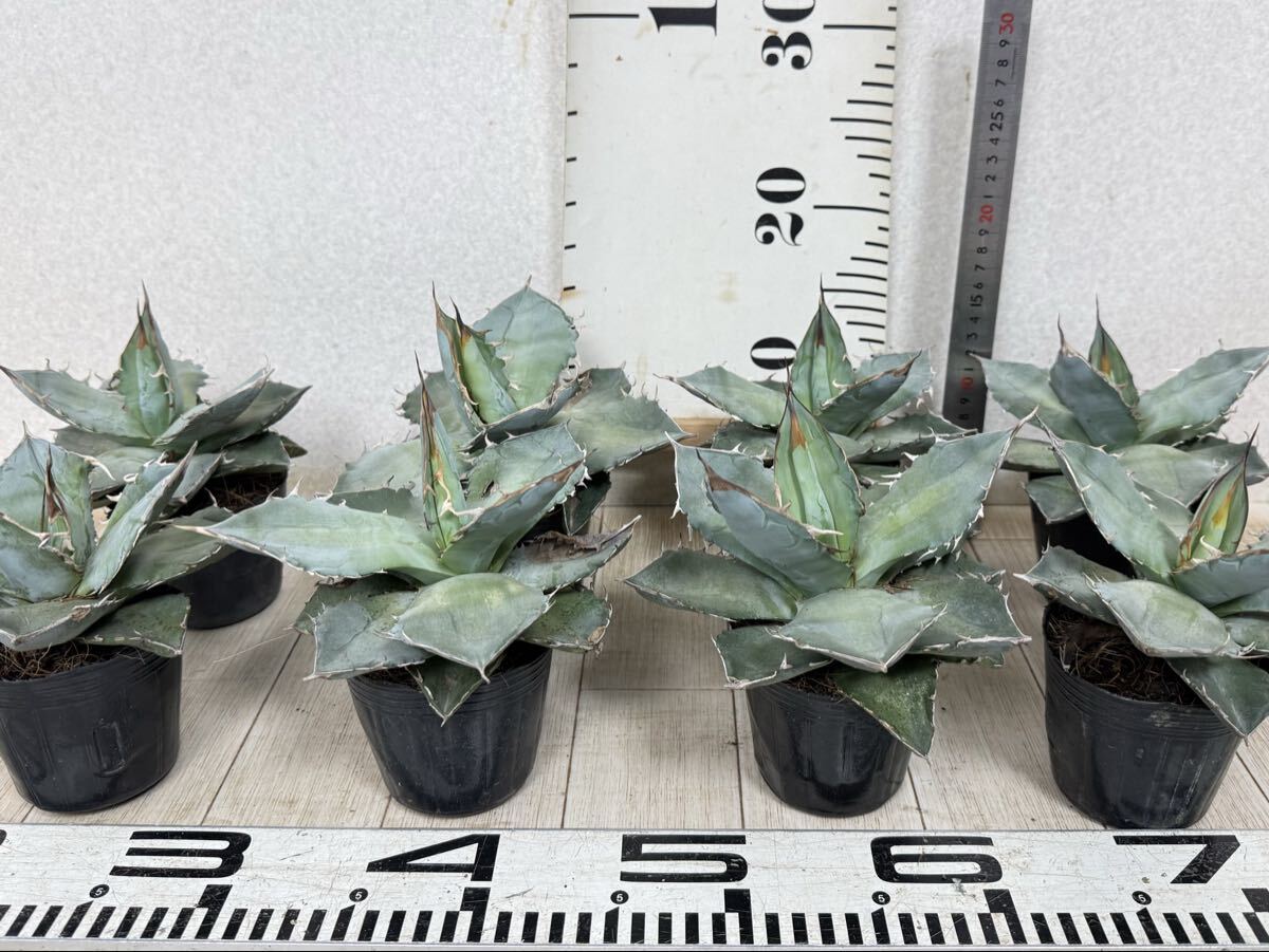 Yahoo!オークション - 【アガベ苗 チタノタ ホワイトアイス 6鉢セット ...