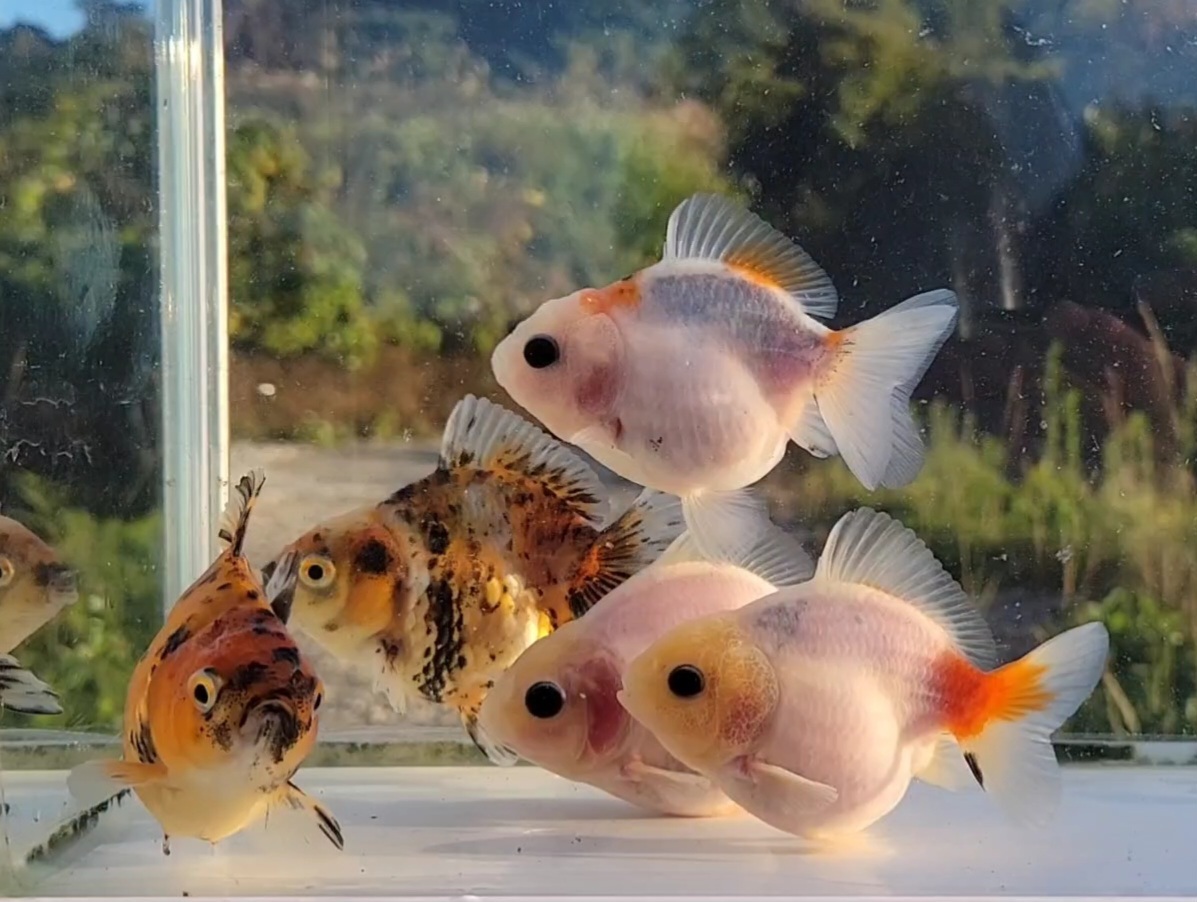 Yahoo!オークション - 【はなはな】オランダショートテール 透明鱗 当...