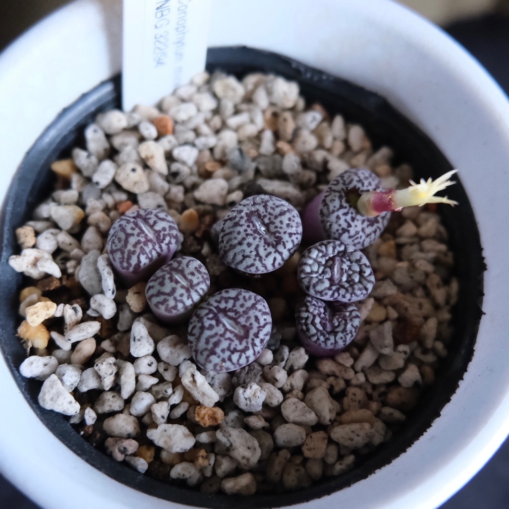 Yahoo!オークション - コノフィツム ミニムム ウィッテベルゲンセ Cono...