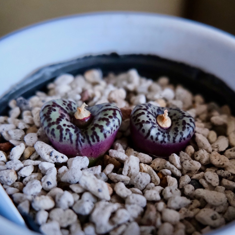 Yahoo!オークション - コノフィツム ピクツラツム Conophytum obcordel...