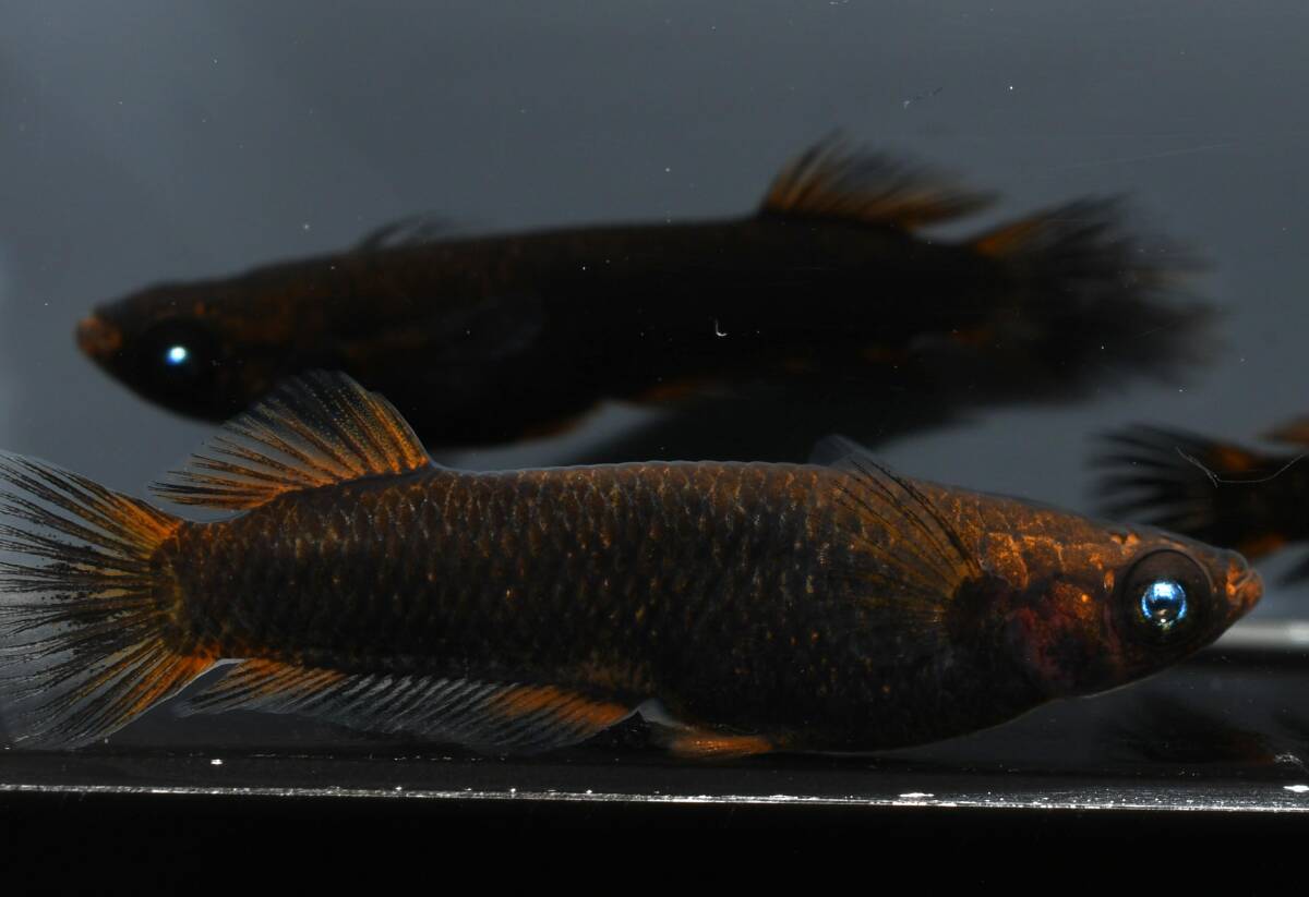 Yahoo!オークション - 【メダカ屋 松家】 五式typeR北辻アースアイ め...