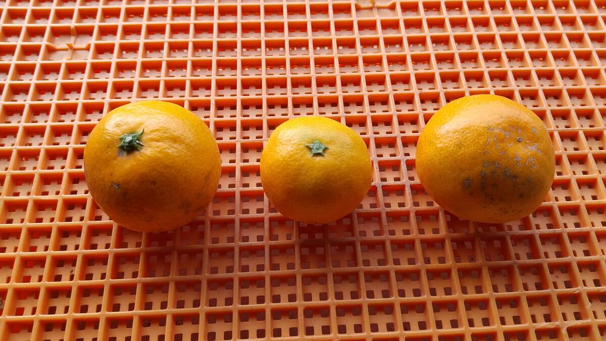 Yahoo!オークション - 有田みかん 温州みかん（早生みかん） 5kg 即...