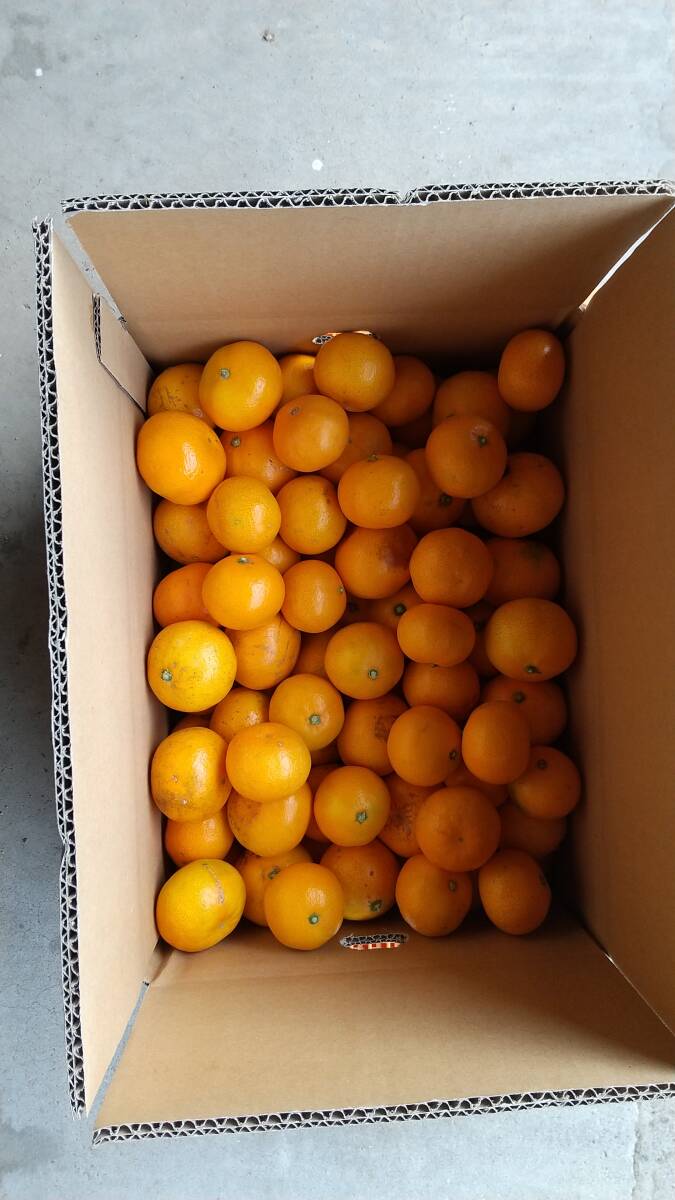 Yahoo!オークション - 有田みかん 温州みかん（早生みかん） 5kg 即...