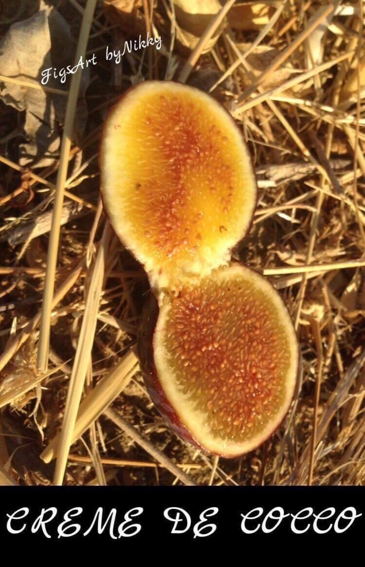 Yahoo!オークション - イチジク苗木 「 CREME DE COCCO 」3-2