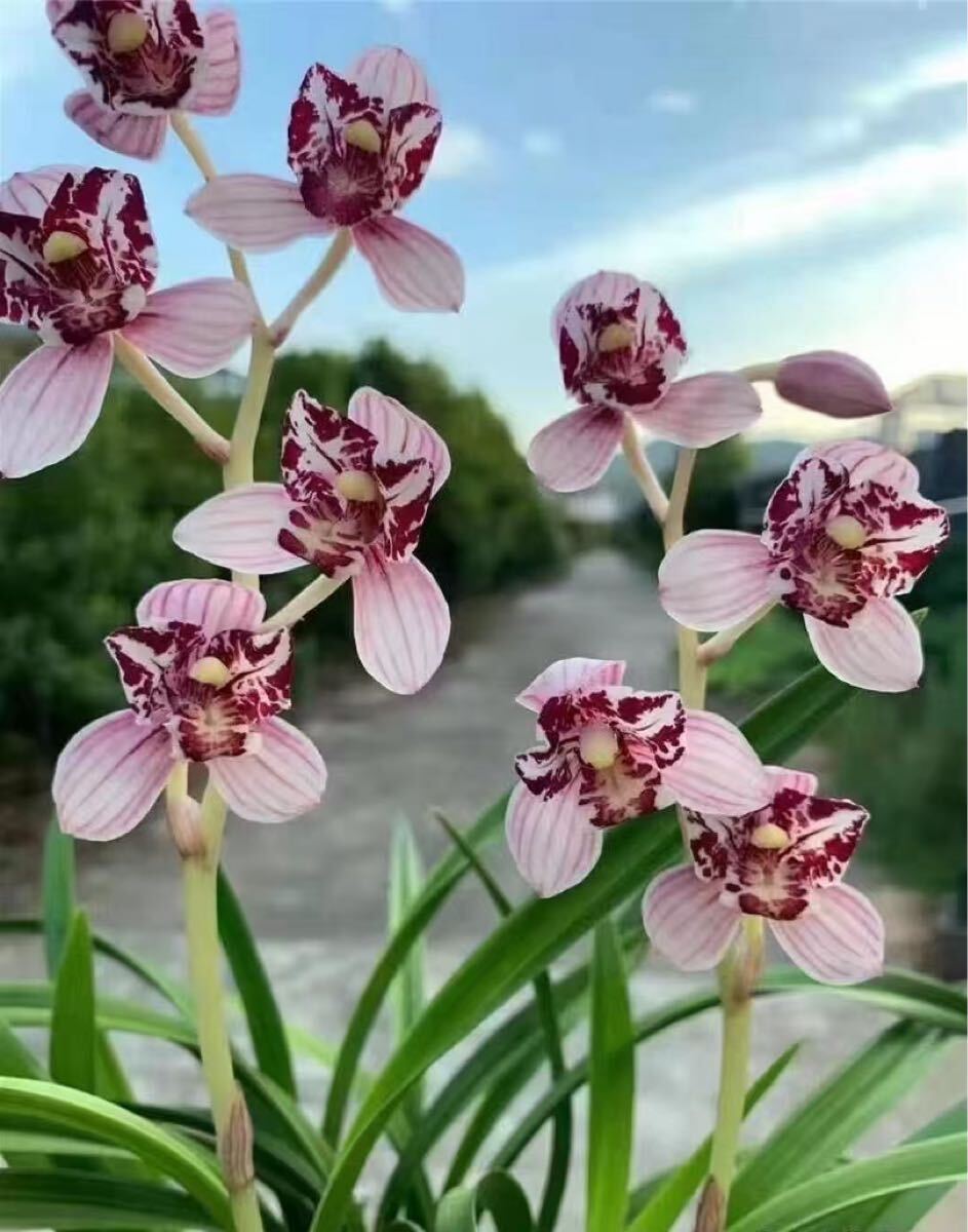 Yahoo!オークション - 四季蘭 「鳳舞蕊蝶3」 大木3本立 花芽付（春蘭 ...