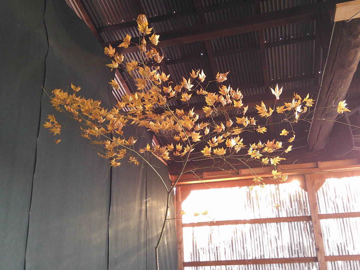 Yahoo!オークション - ヤマモミジ 山取 821