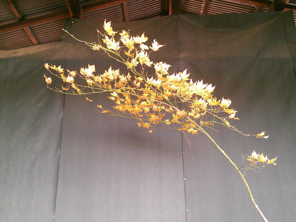 Yahoo!オークション - ヤマモミジ 山取 821