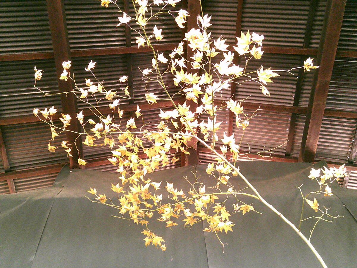 Yahoo!オークション - ヤマモミジ 山取 821