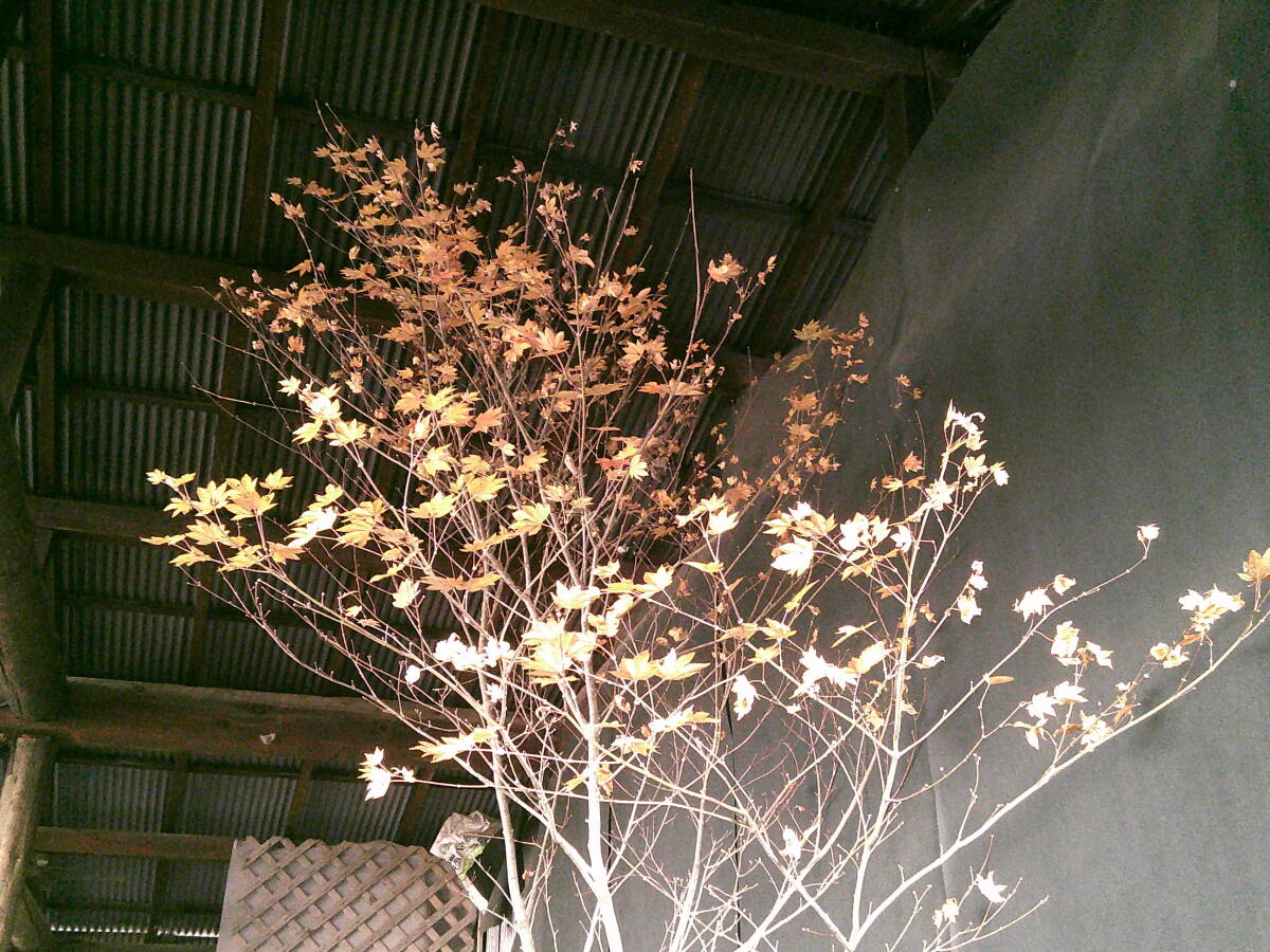 Yahoo!オークション - コハウチワカエデ 826