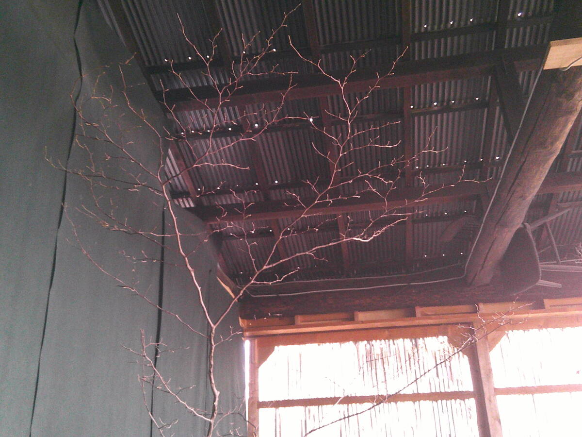 Yahoo!オークション - エゴノキ 山取 860