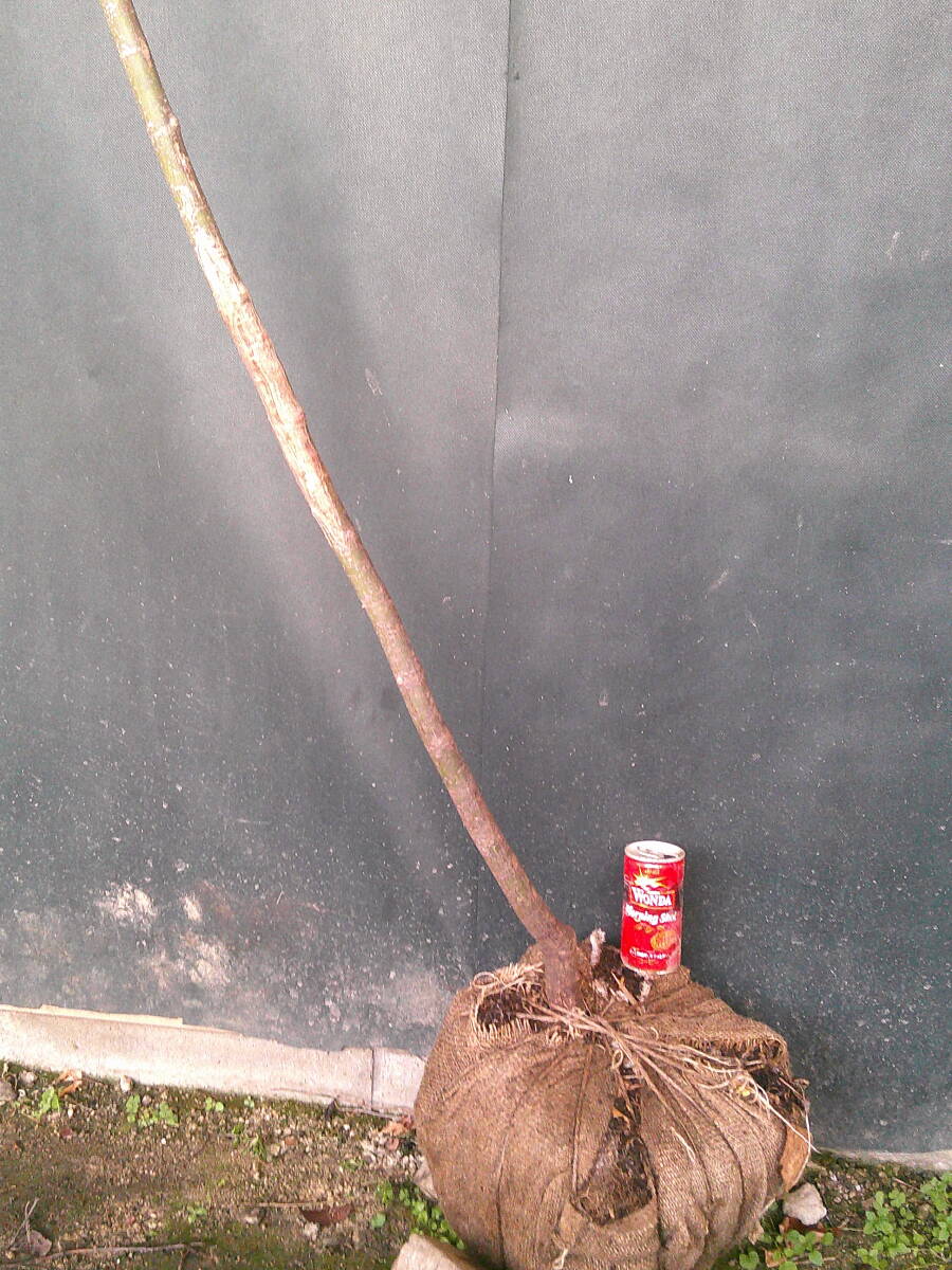 Yahoo!オークション - ヤマモミジ 山取 821