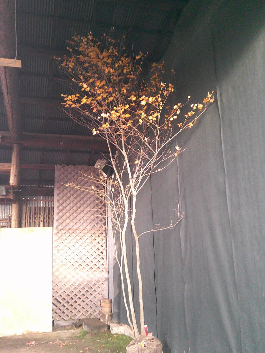 Yahoo!オークション - コハウチワカエデ 826