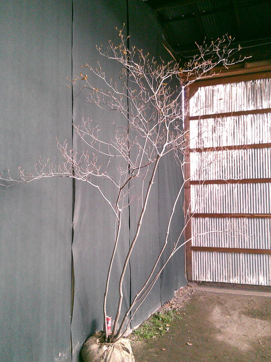 Yahoo!オークション - ヤマツツジ 山取 837