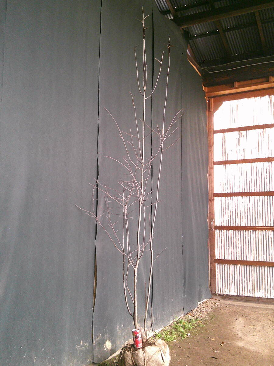 Yahoo!オークション - アオハダ 山取 850