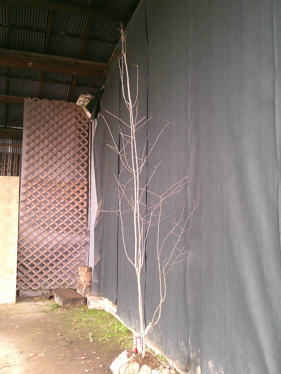 Yahoo!オークション - アオハダ 山取 850