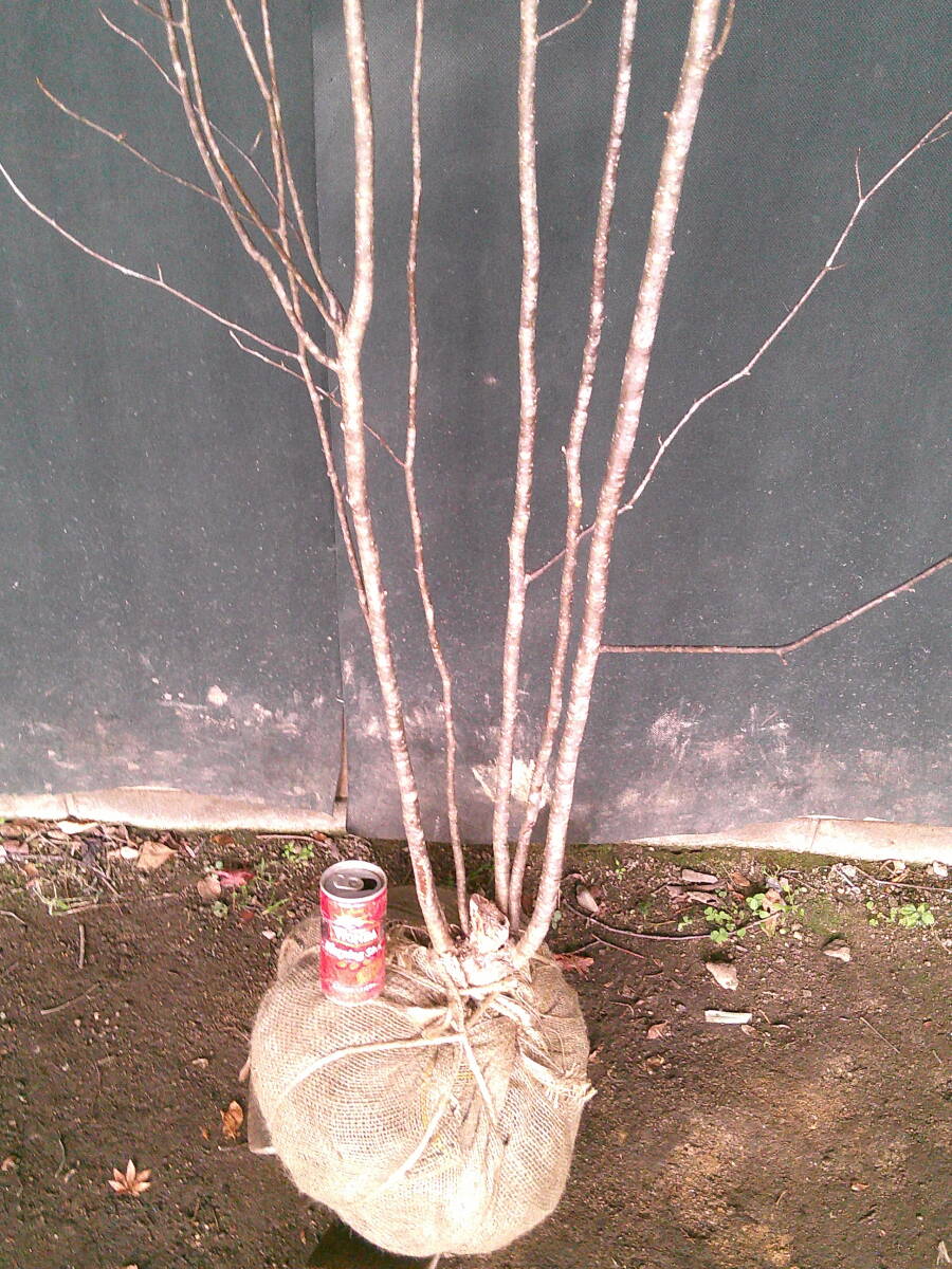 Yahoo!オークション - アズキナシ 山取 852