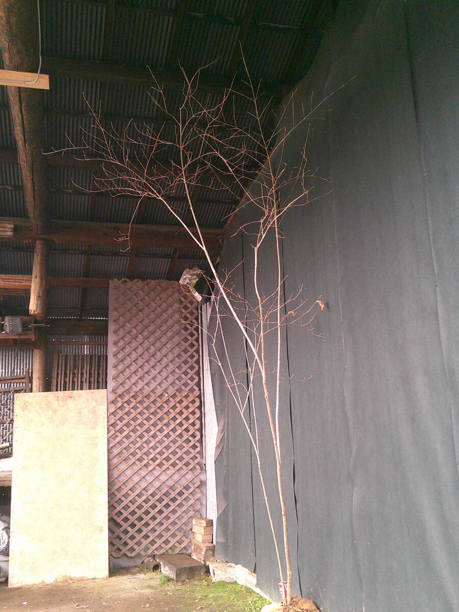 Yahoo!オークション - ムラサキシキブ 山取 858