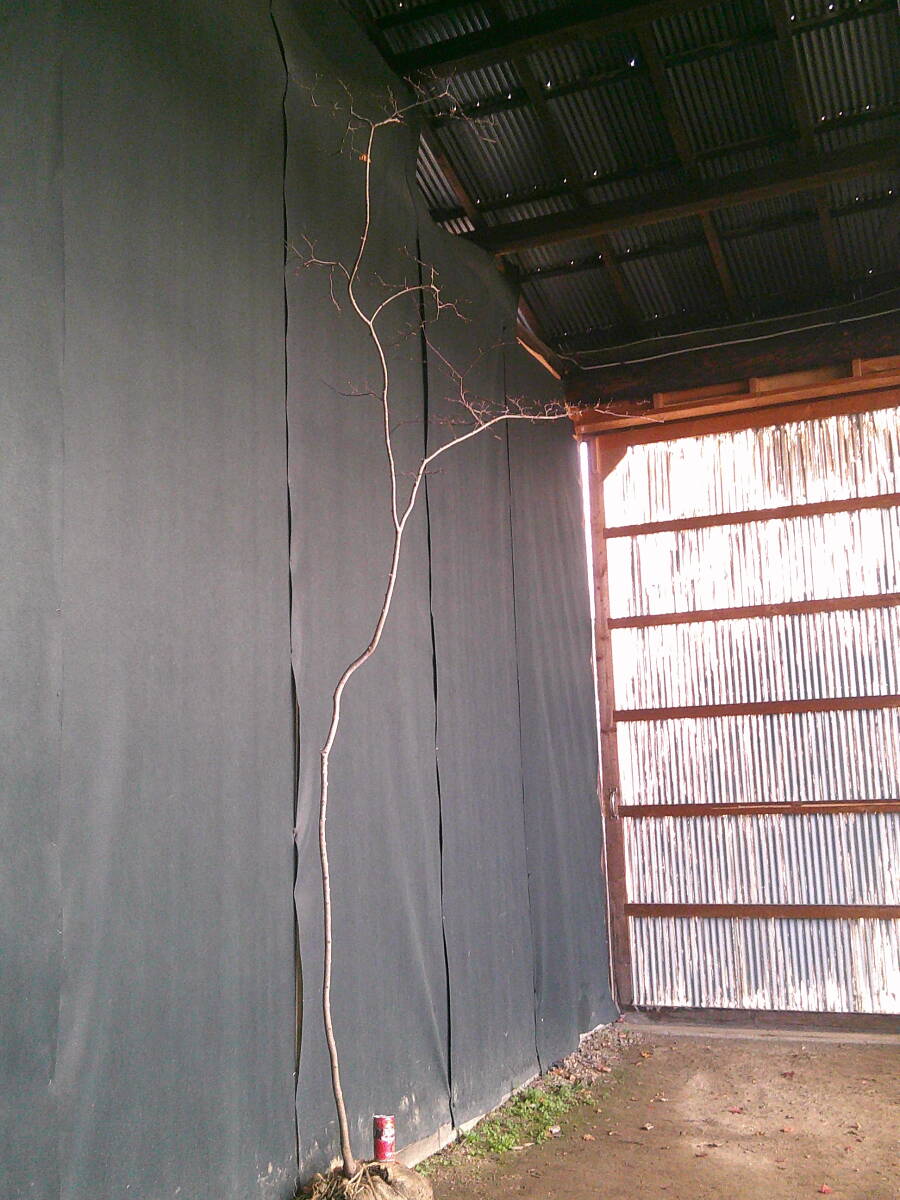 Yahoo!オークション - ヤマモミジ 山取 859