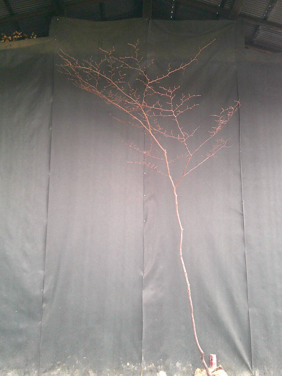 Yahoo!オークション - エゴノキ 山取 860