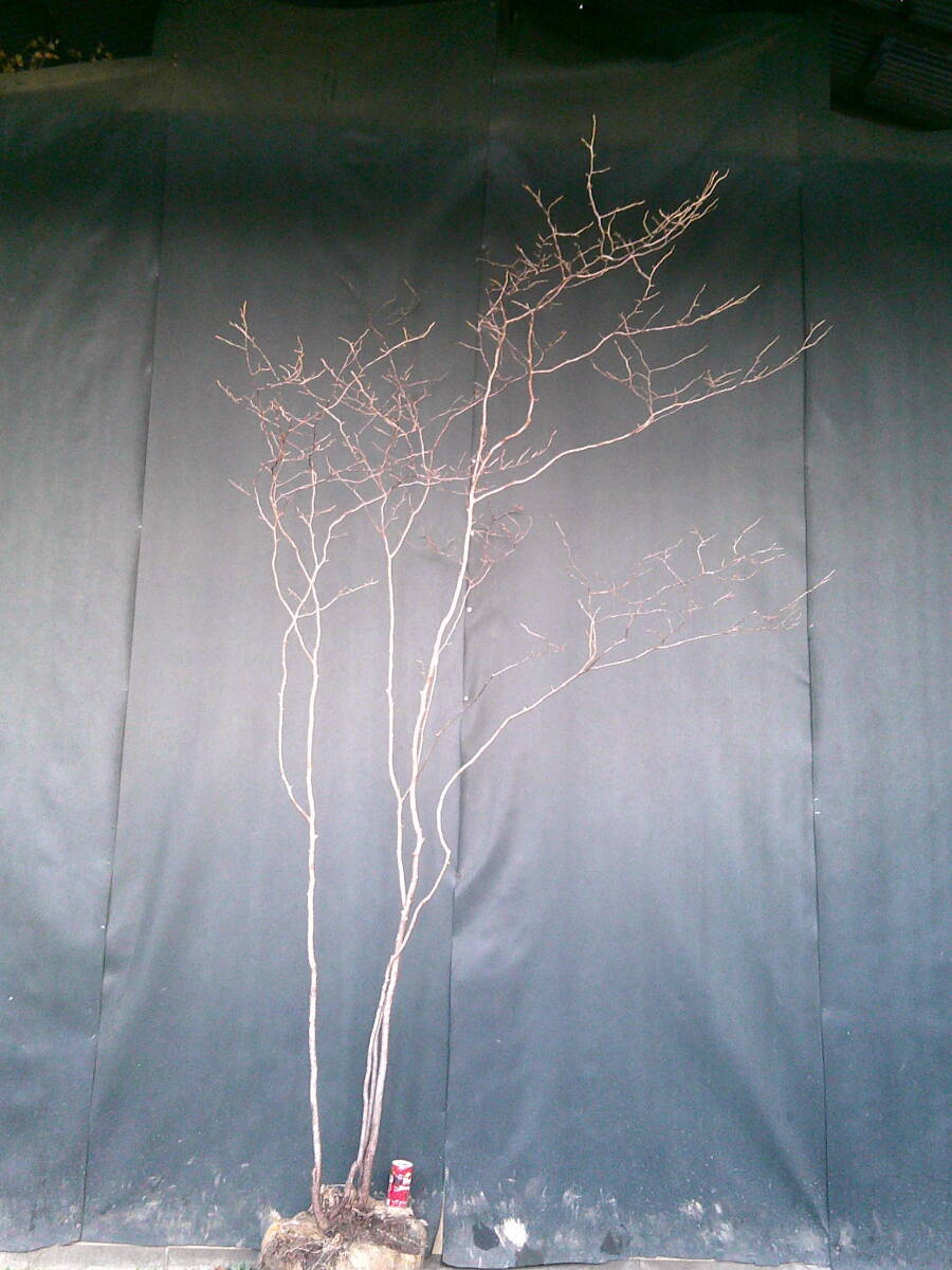 Yahoo!オークション - ナツハゼ 山取 866