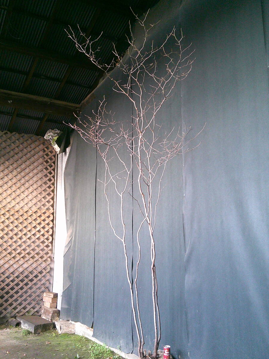 Yahoo!オークション - ナツハゼ 山取 866