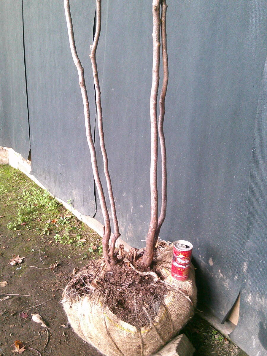 Yahoo!オークション - ナツハゼ 山取 866