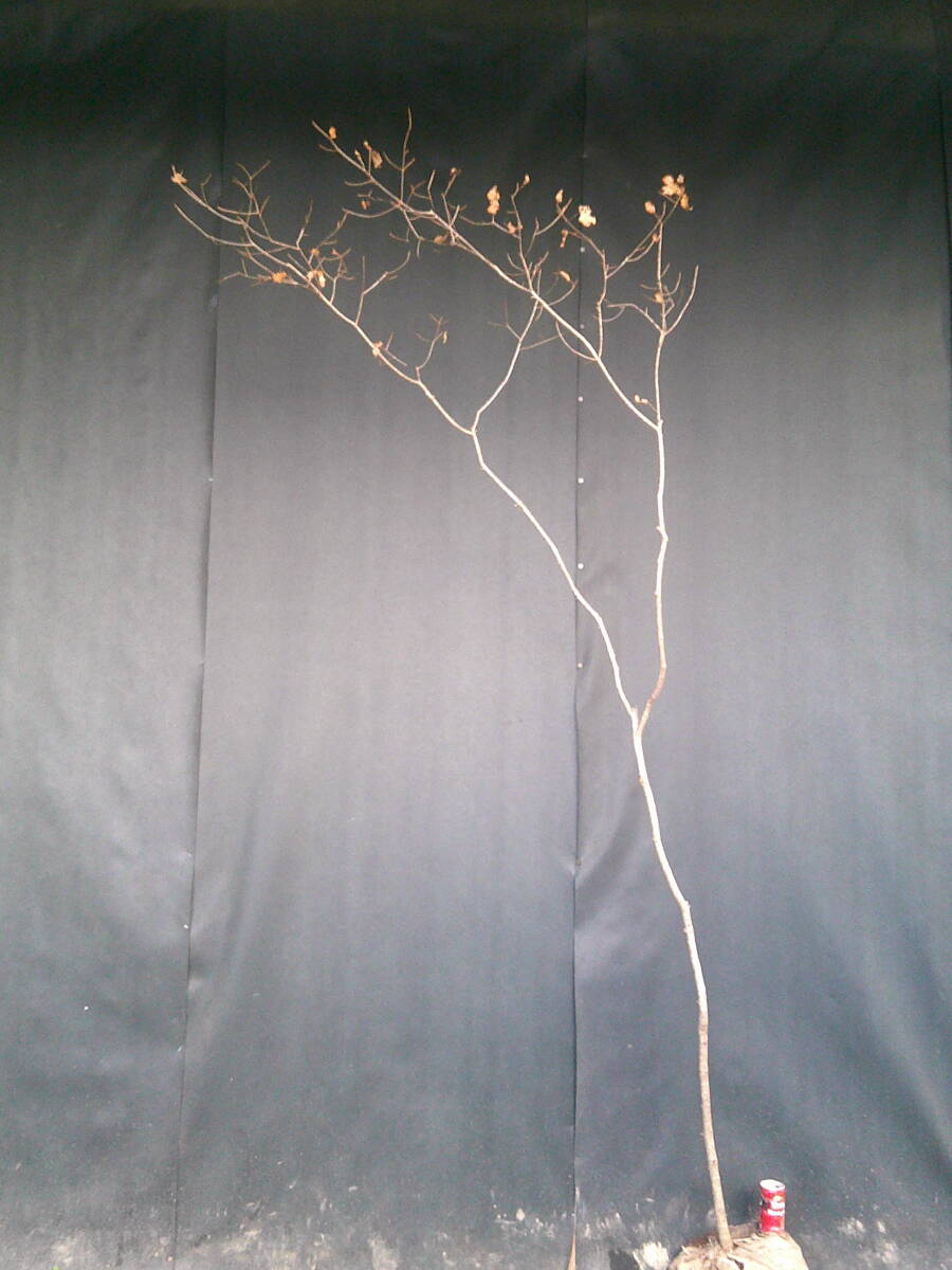 Yahoo!オークション - コナラ 山取 867