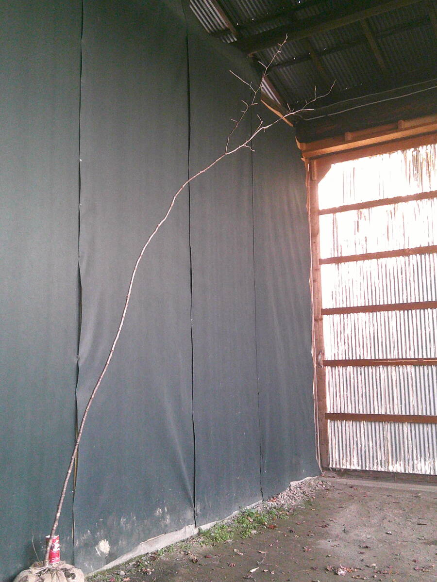 Yahoo!オークション - ヤマザクラ 山取 870