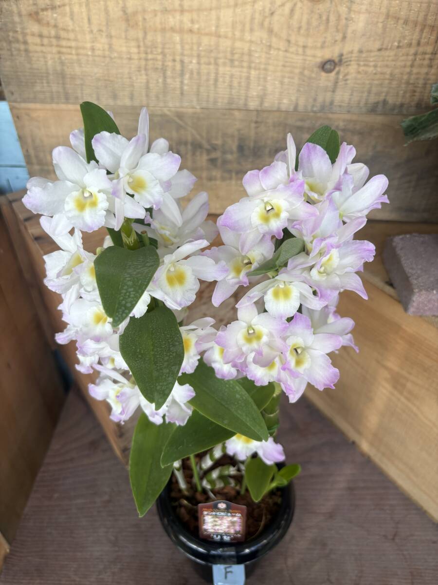 Yahoo!オークション - 今季初入荷 【デンドロビウム ファンシーエンジ...