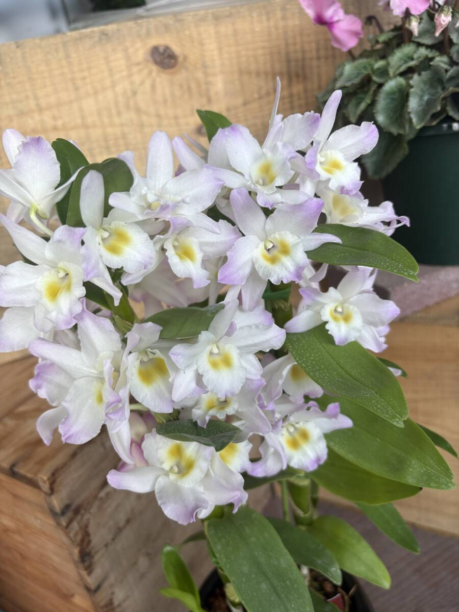 Yahoo!オークション - 今季初入荷 【デンドロビウム ファンシーエンジ...