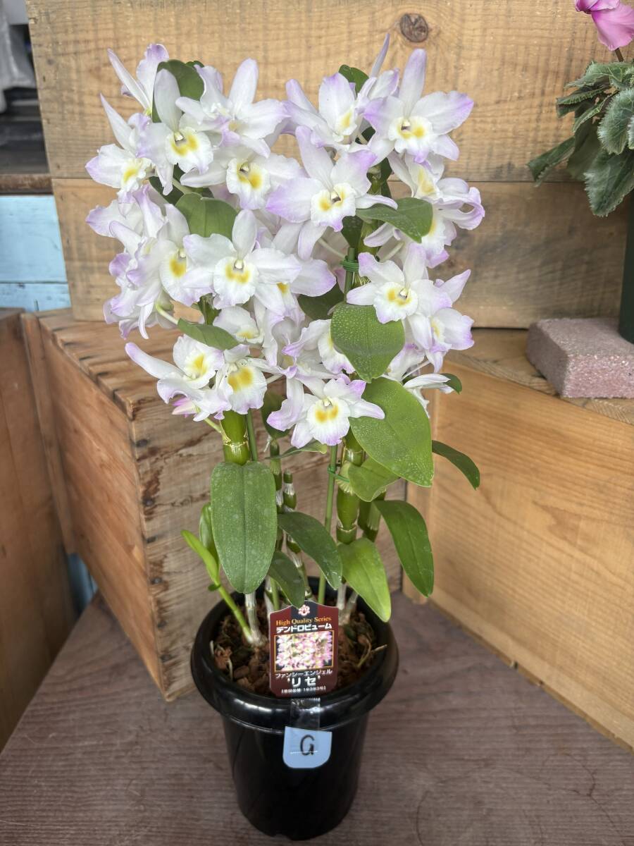 Yahoo!オークション - 今季初入荷 【デンドロビウム ファンシーエンジ...