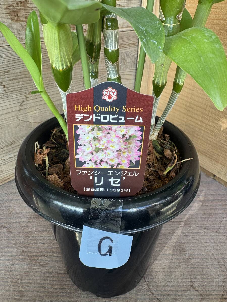 Yahoo!オークション - 今季初入荷 【デンドロビウム ファンシーエンジ...