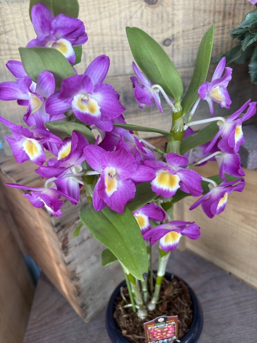 Yahoo!オークション - 今季初入荷 【デンドロビウム ピンクキッス コ...