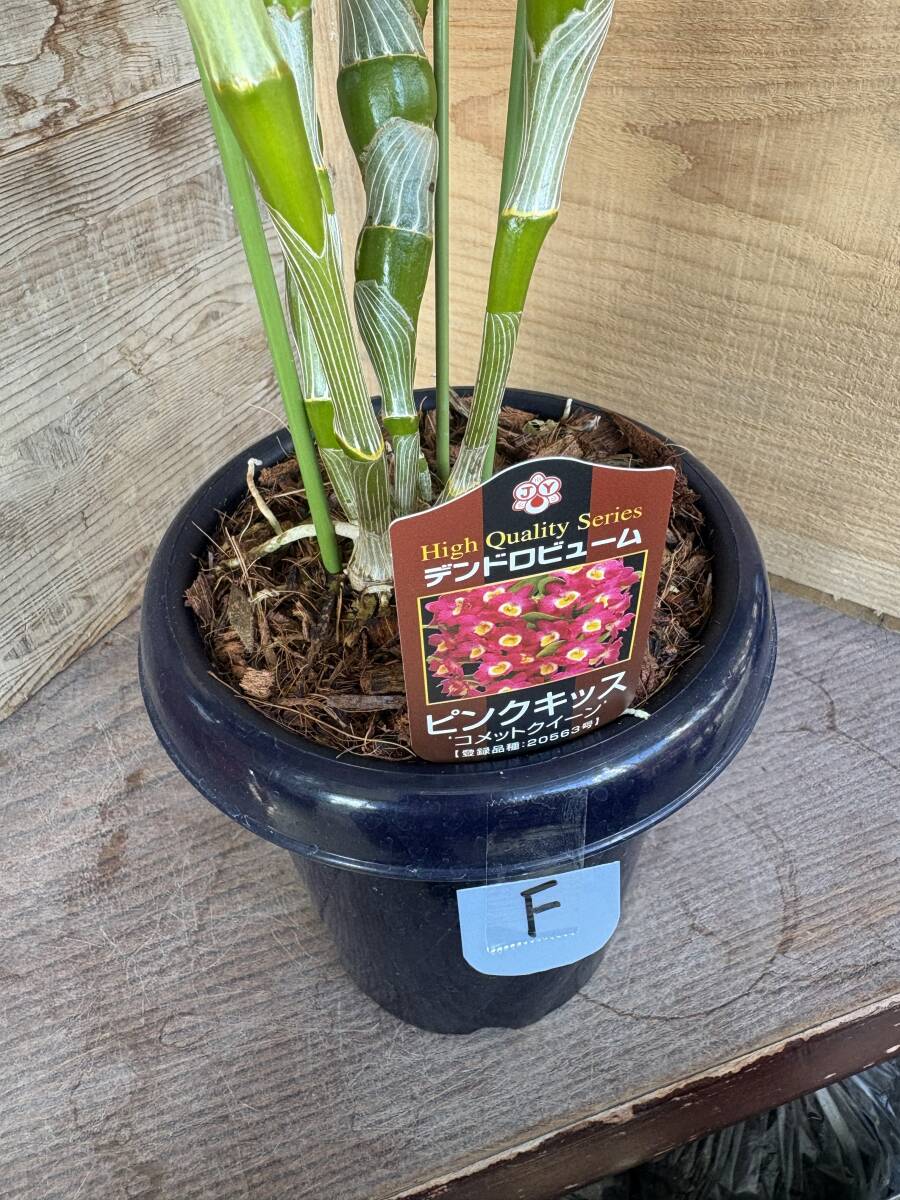 Yahoo!オークション - 今季初入荷 【デンドロビウム ピンクキッス コ...