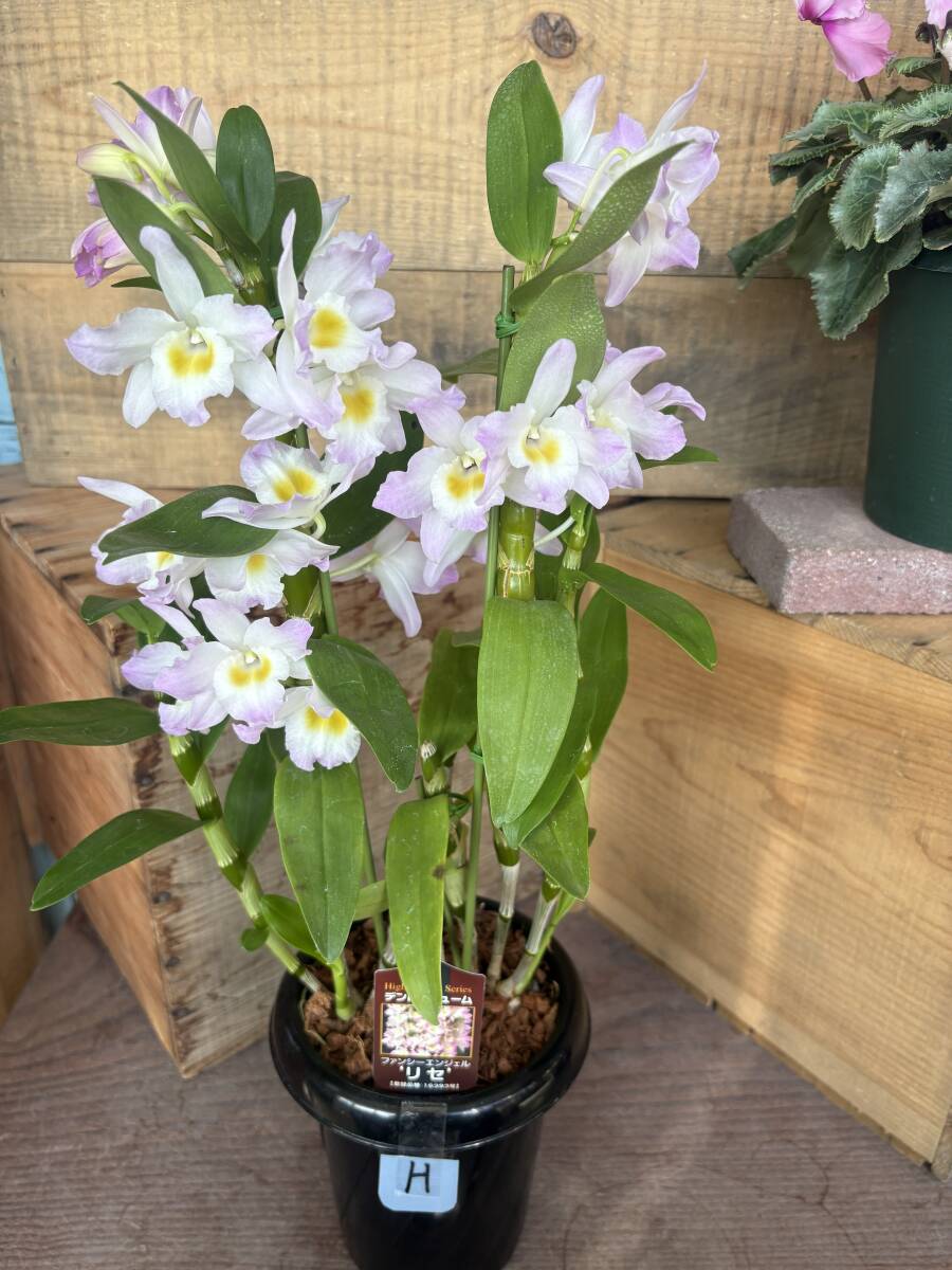 Yahoo!オークション - 今季初入荷 【デンドロビウム ファンシーエンジ...