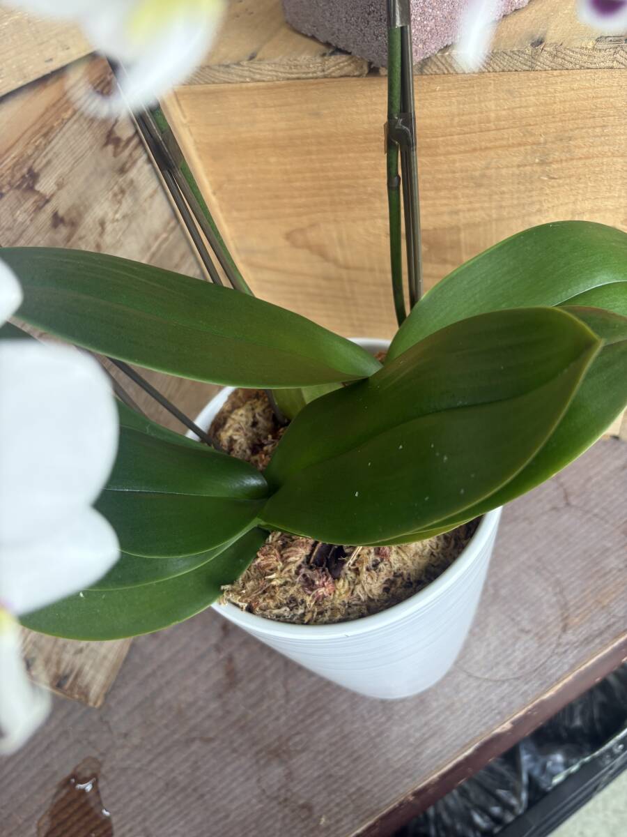 Yahoo!オークション - 蘭工房 【ミディ胡蝶蘭 シルキーモーブ 3本立】...