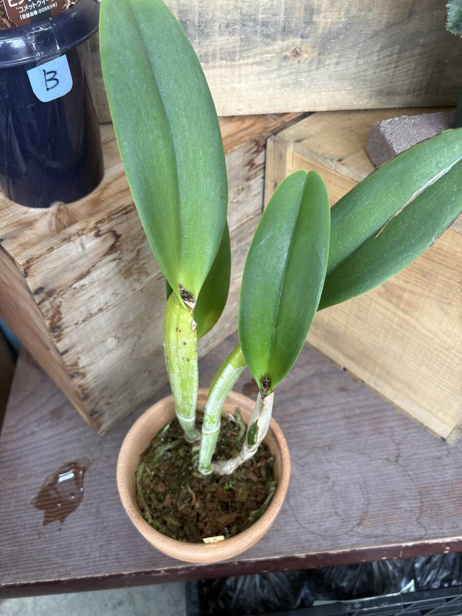 Yahoo!オークション - 来季用 【カトレア ドナキムラ パラダイスタミ ...