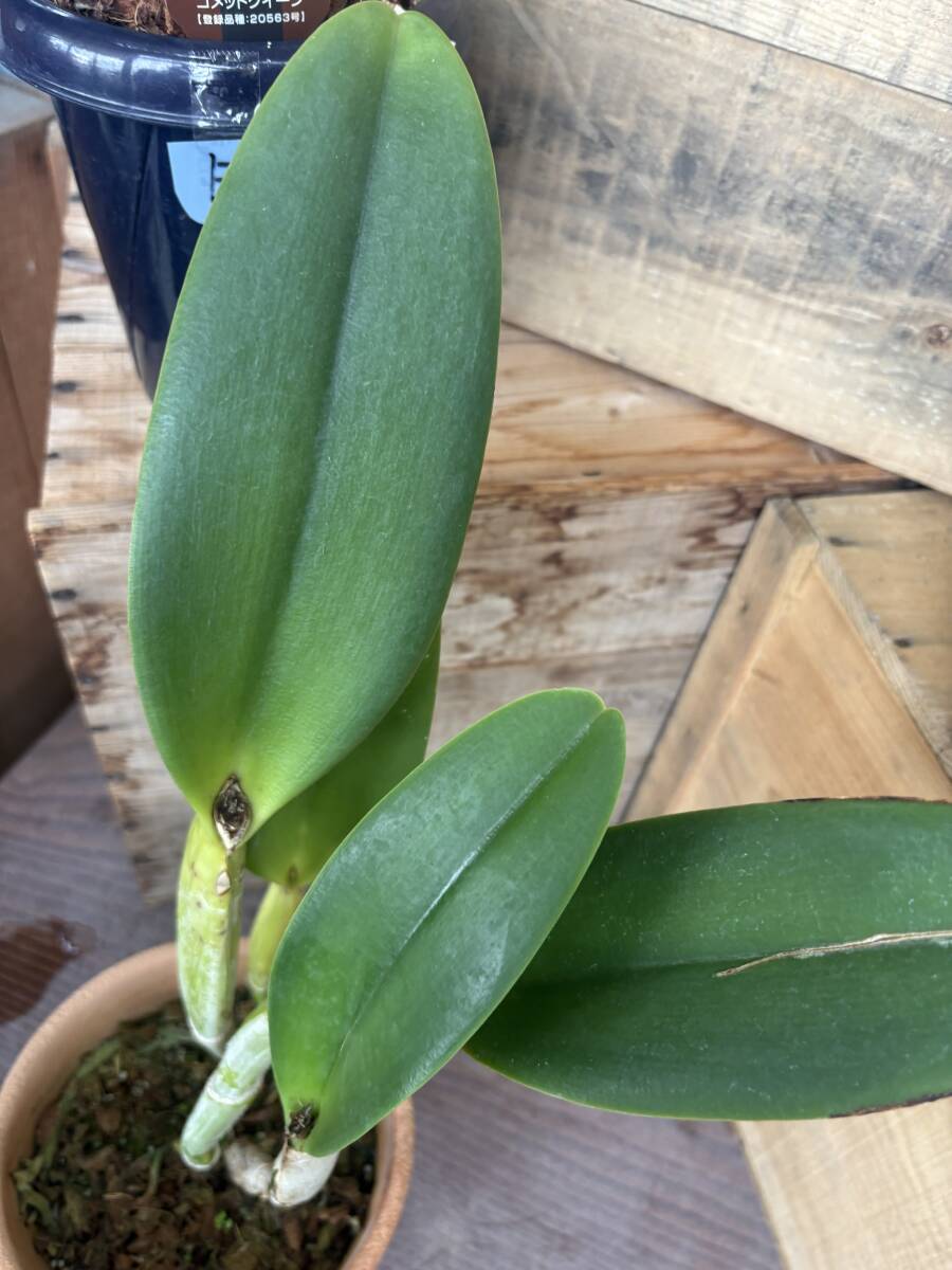 Yahoo!オークション - 来季用 【カトレア ドナキムラ パラダイスタミ ...