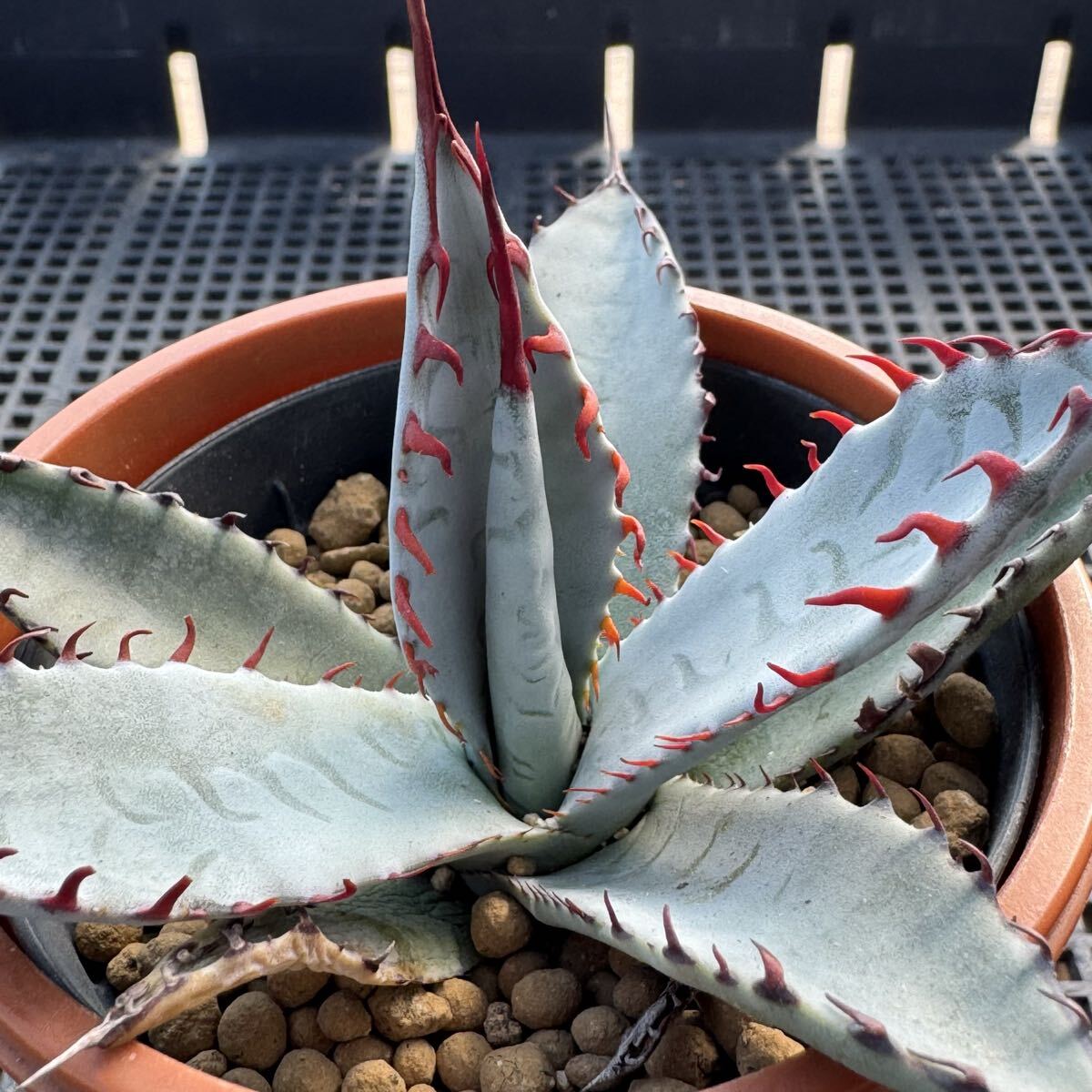 Yahoo!オークション - 多肉植物 アガベ 屈原の舞扇 鉢8.5センチ 成長...