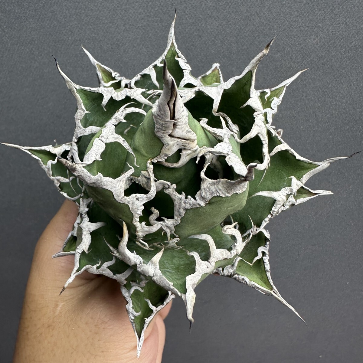 Yahoo!オークション - 【L LONG】L66 特選 アガベ 多肉植物 チタノタ ...