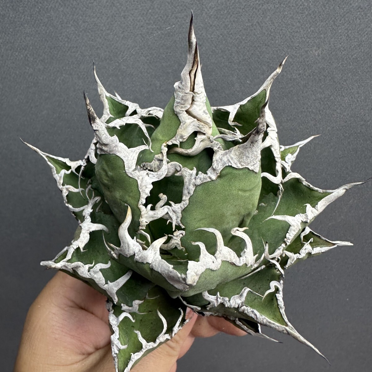 Yahoo!オークション - 【L LONG】L66 特選 アガベ 多肉植物 チタノタ ...